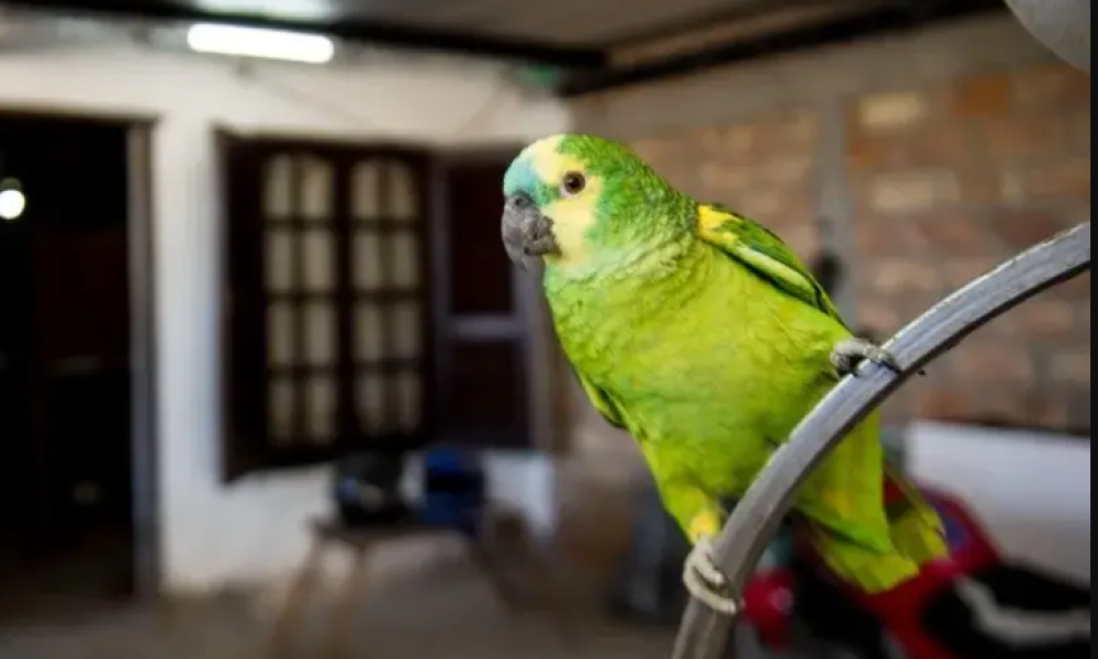 Psitacosis o "Gripe del loro", qué es y cómo prevenirla - Corrientes al Día